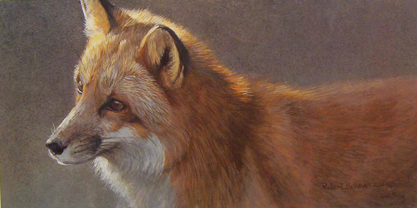 Art Country Canada - ROBERT BATEMAN Questing Red Fox Lithograph limited ...